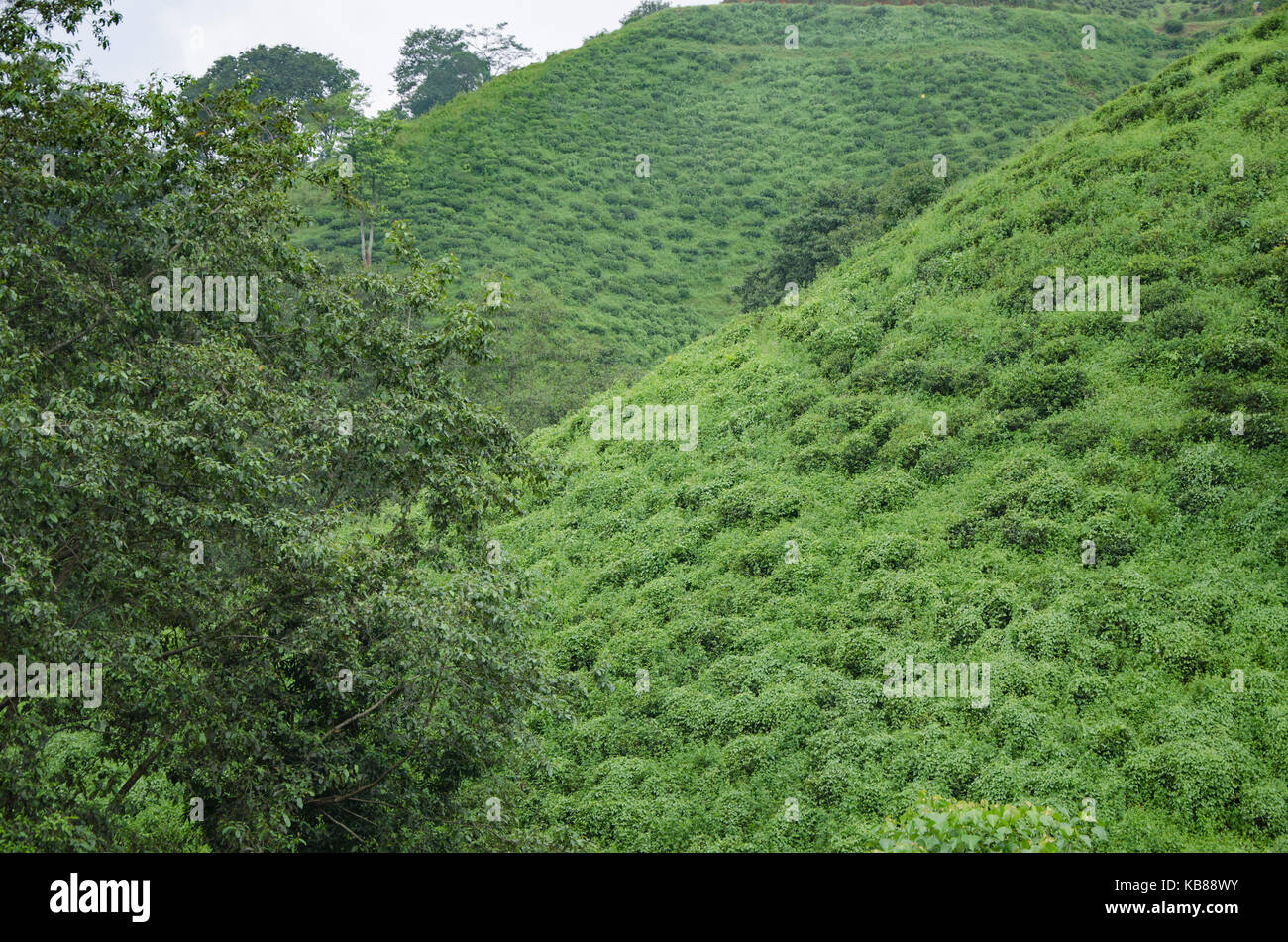 Tea in ilam nepal hi-res stock photography and images - Alamy