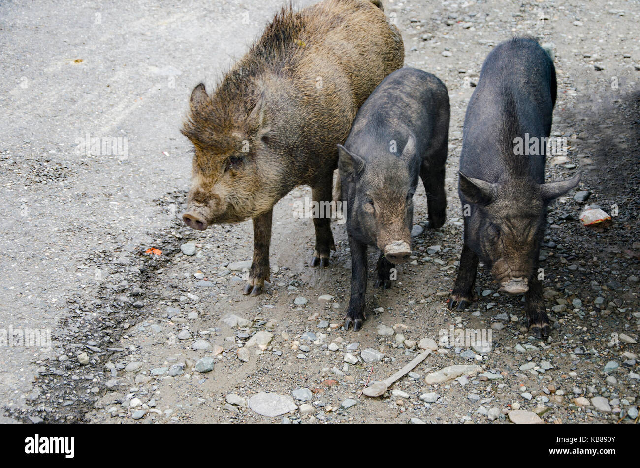 Three wild pigs on the street Stock Photo - Alamy