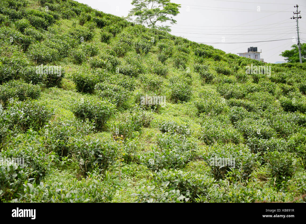 Indian tea garden hi-res stock photography and images - Alamy