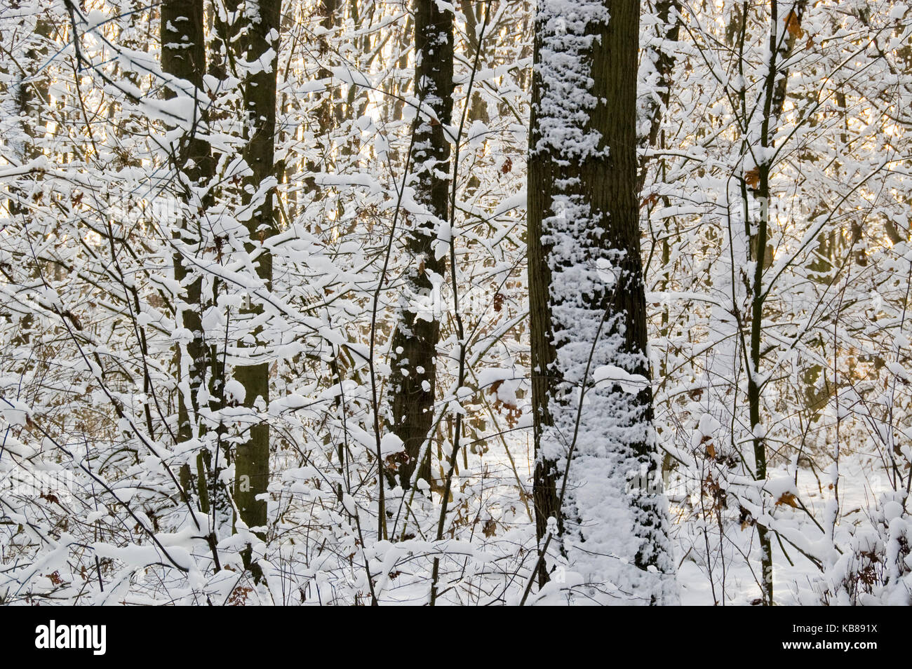 Netherlands christmas trees hi-res stock photography and images - Alamy