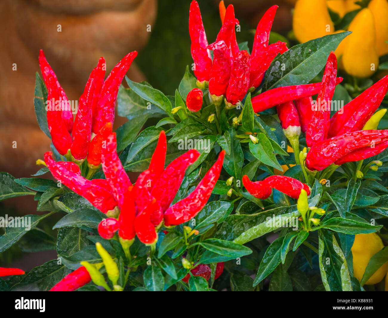 Chili peppers in garden - fresh vegetables - VOLTERRA / TUSCANY ITALY ...