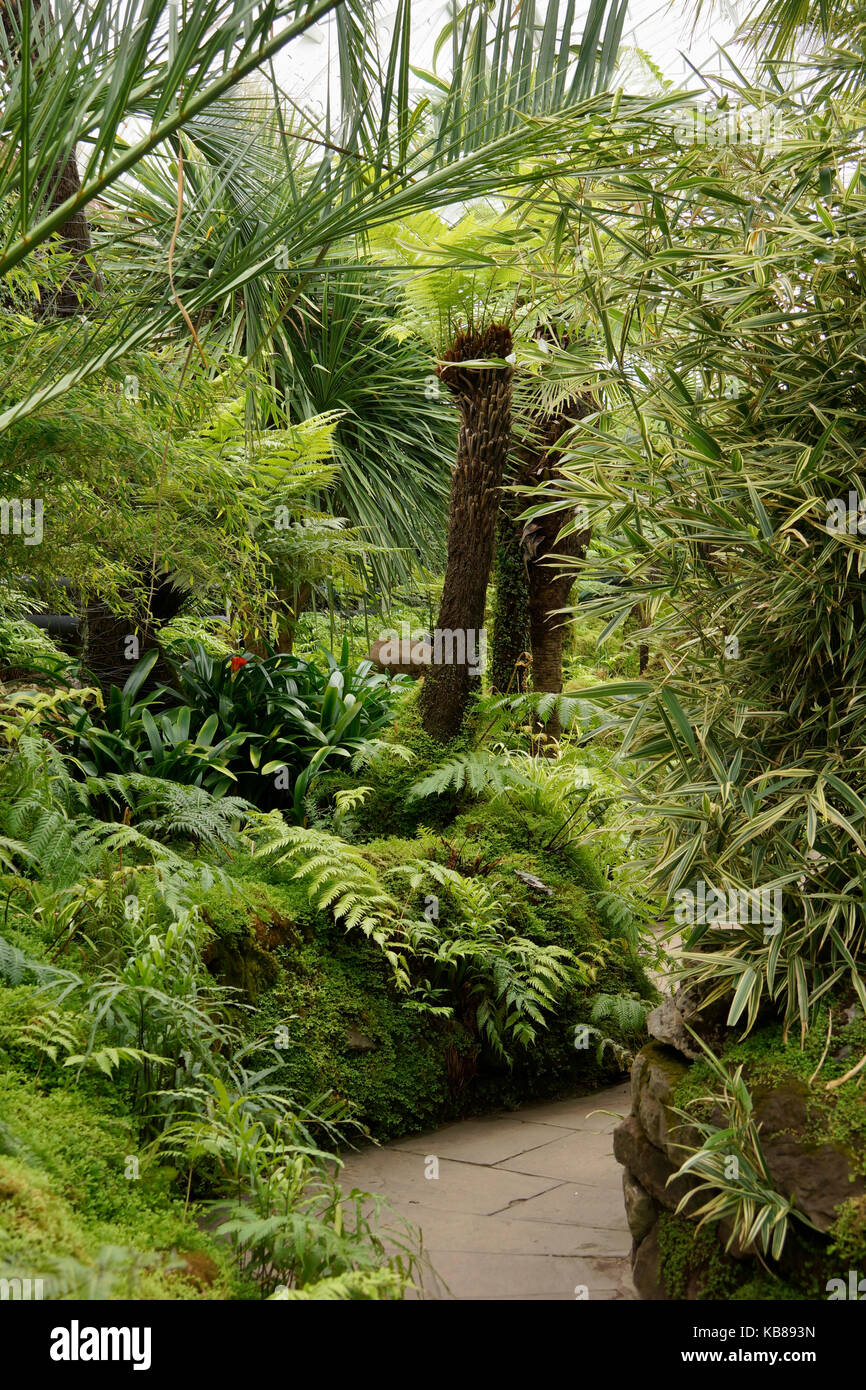 Path in tropical garden Stock Photo - Alamy