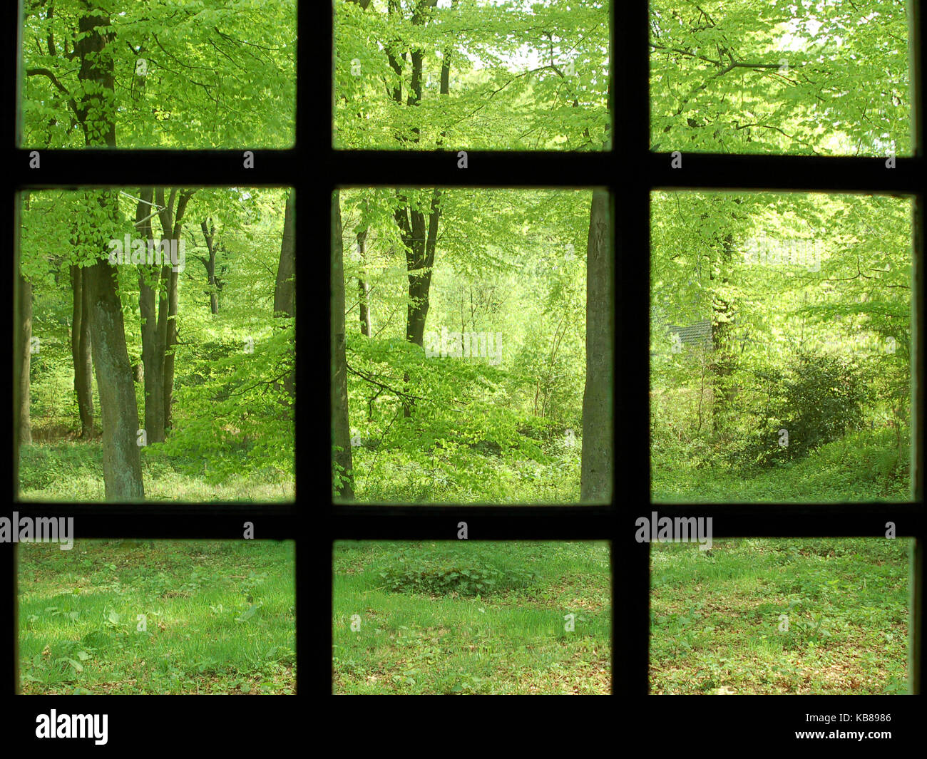 Spring forest through window Stock Photo - Alamy