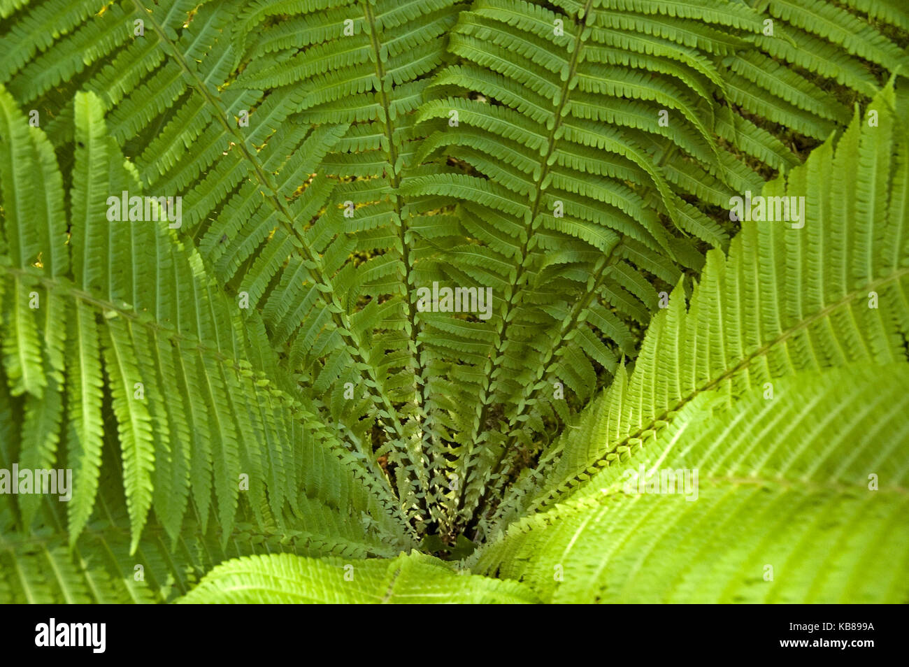 Look inside a fern Stock Photo - Alamy