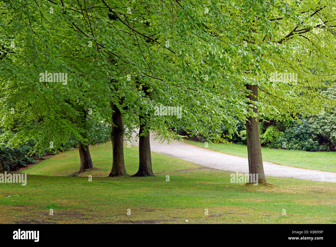 Row of beech trees in spring Stock Photo - Alamy