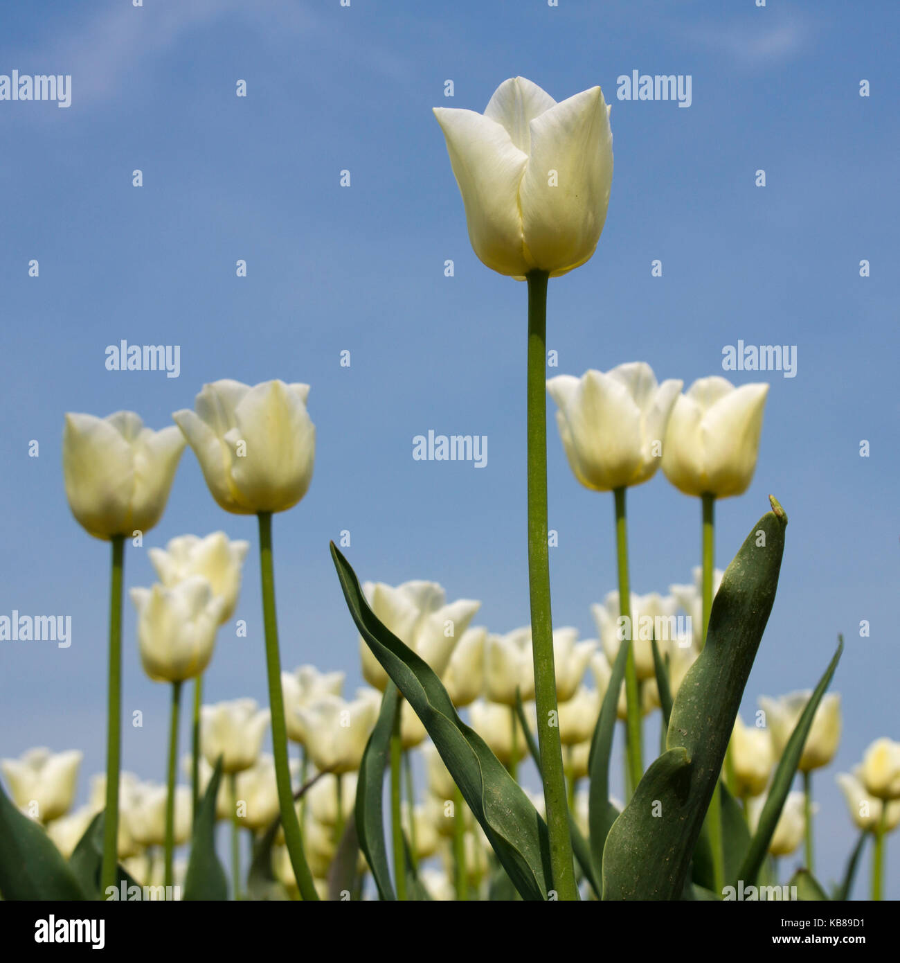 White tulips blue sky Stock Photo - Alamy