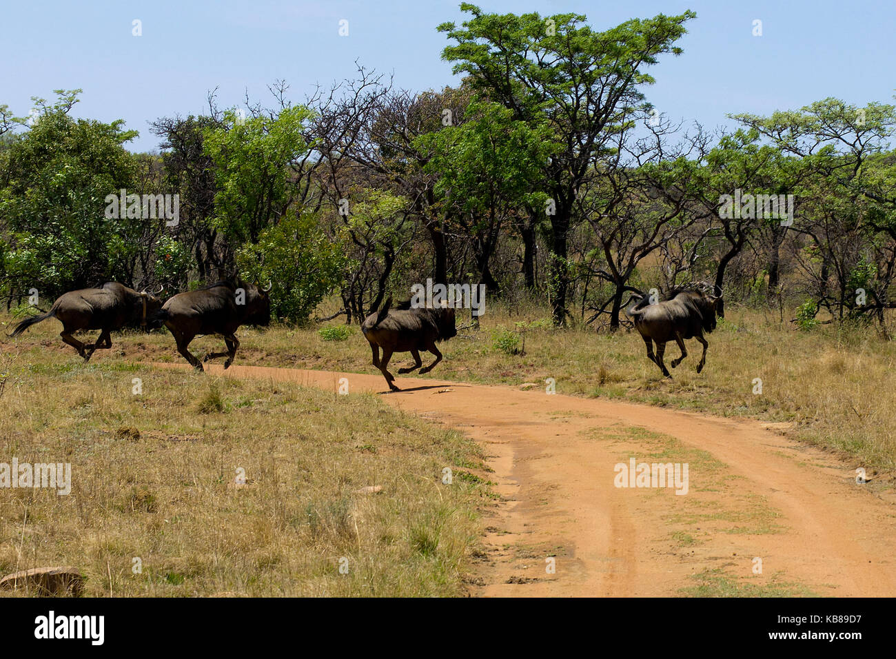 Wildebeast running away Stock Photo - Alamy