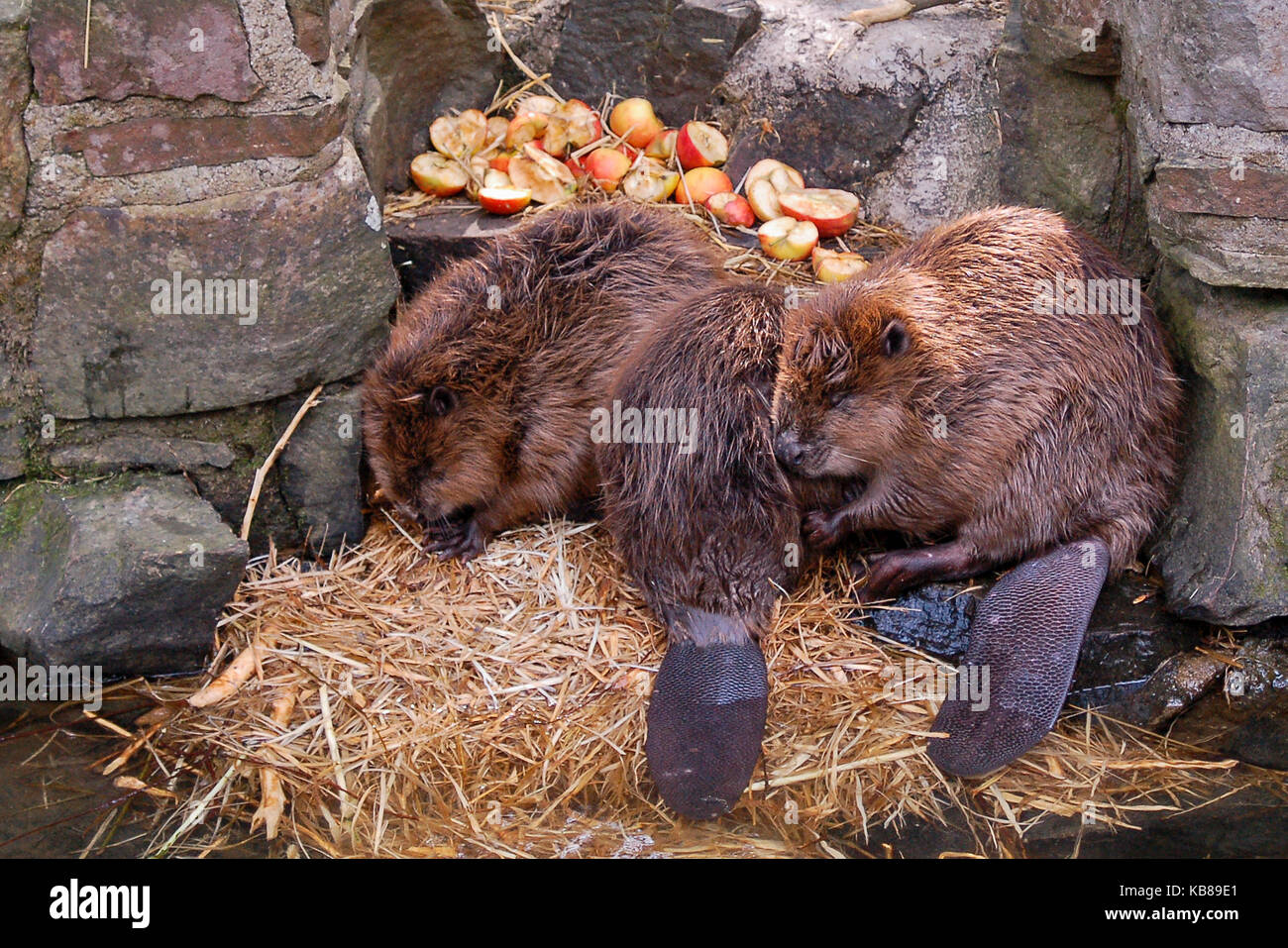 Otters Sleeping High Resolution Stock Photography and Images - Alamy