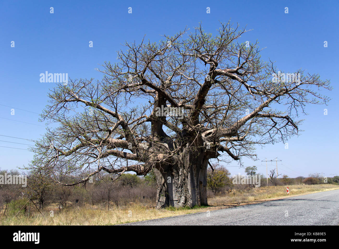 Giant baobab south africa hi-res stock photography and images - Alamy