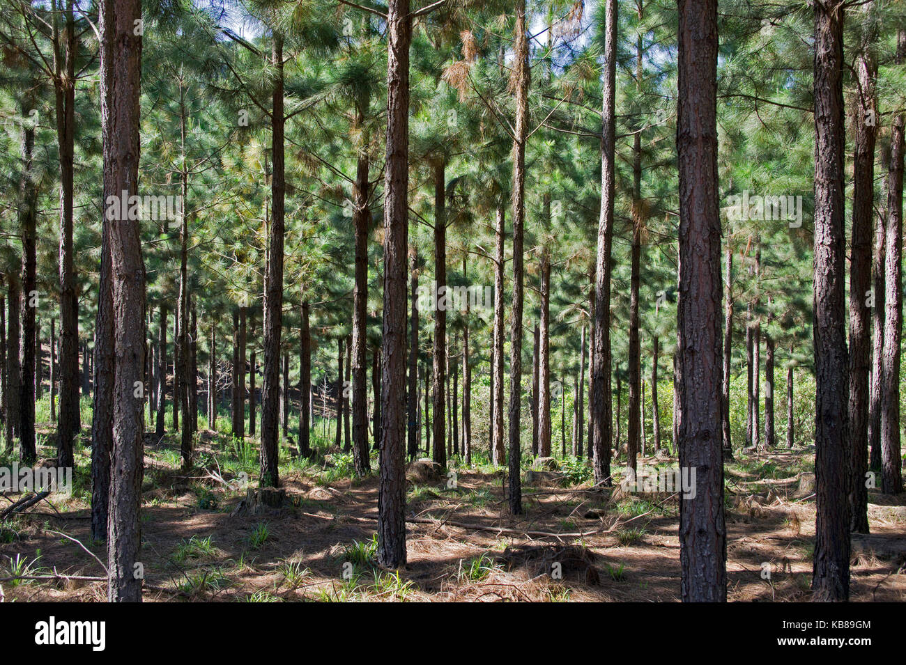 Telephone poles africa hi-res stock photography and images - Alamy