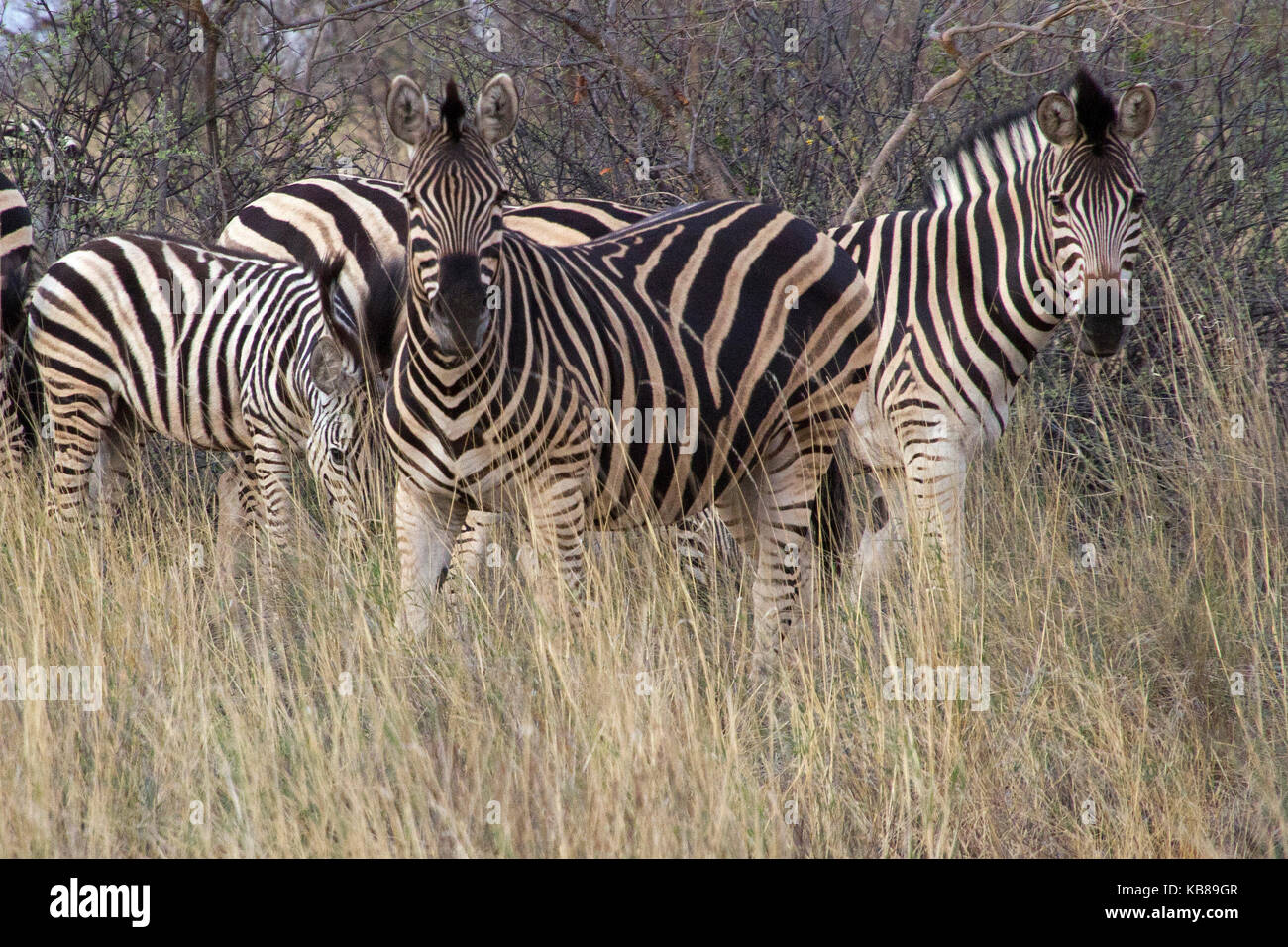 Male and female zebras hi-res stock photography and images - Alamy