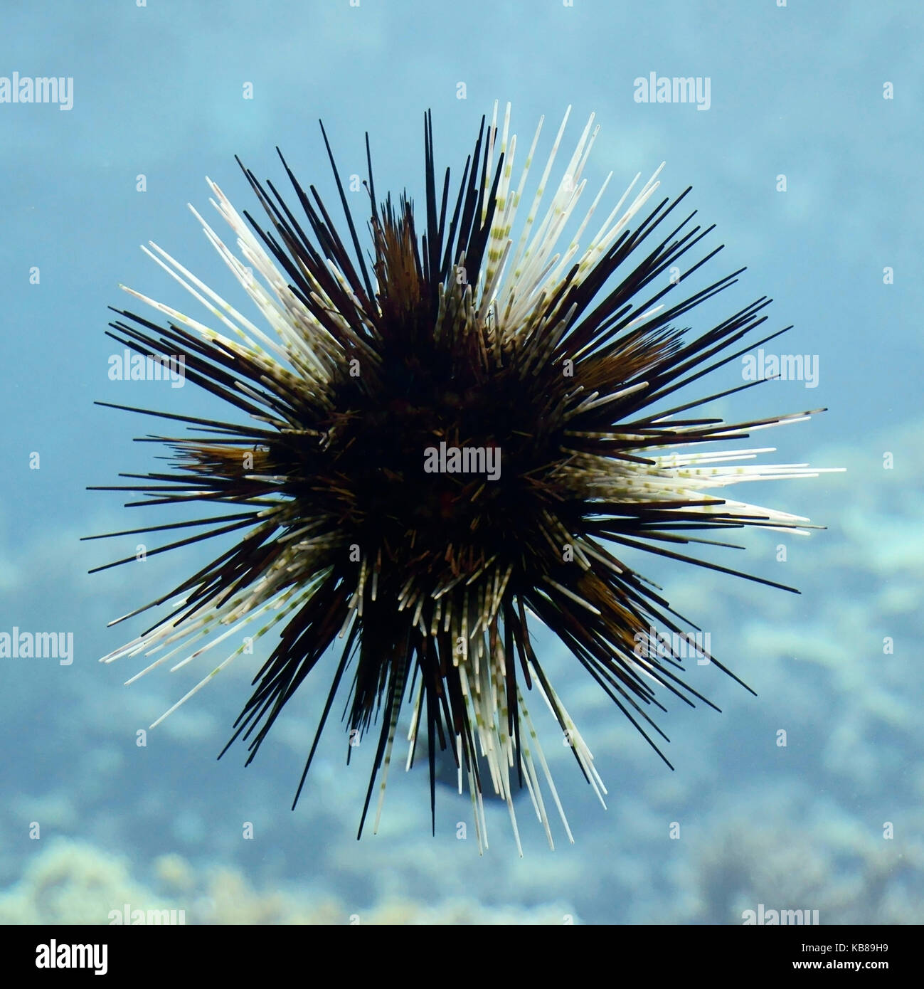 Black sea urchin underwater hi-res stock photography and images - Alamy