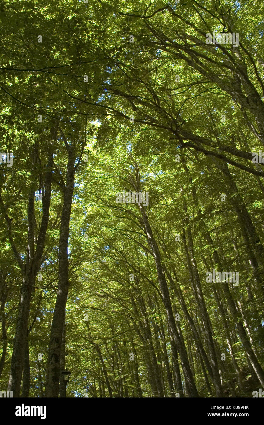 Treetops Wallpaper High Resolution Stock Photography and Images - Alamy