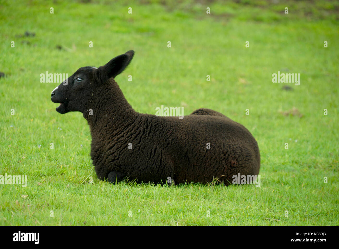 Innocence and sin hi-res stock photography and images - Alamy
