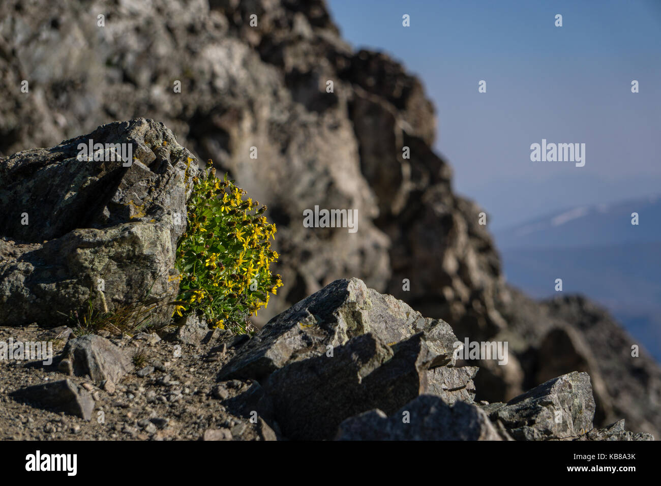 Along the trail to Torreys Peak, in Colorado Stock Photo - Alamy