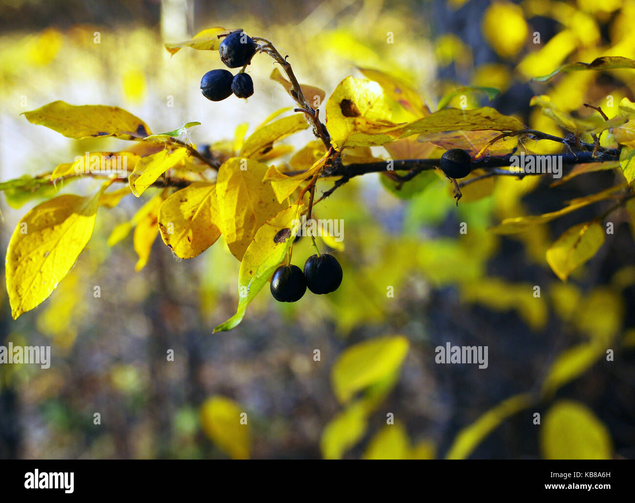 Yellow in September Stock Photo - Alamy
