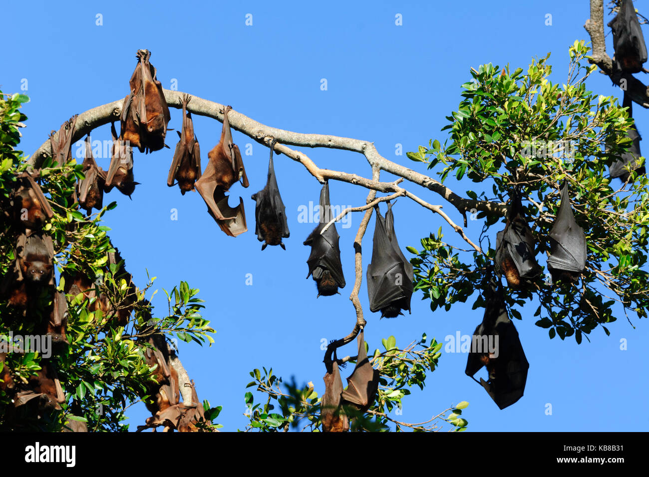 Flying foxes charters towers hi-res stock photography and images - Alamy