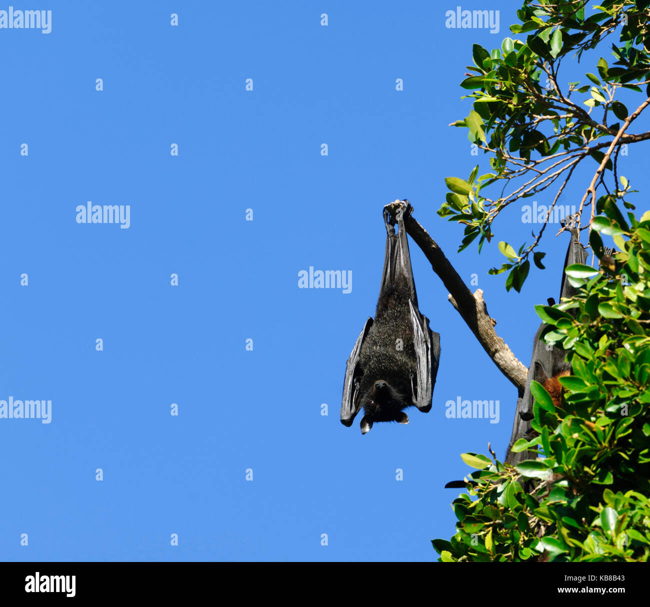 A Black Flying Fox (Pteropus alecto) roosting in Lissner Park in ...