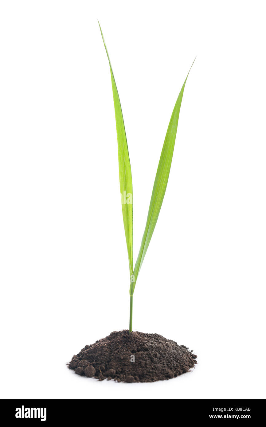 Young green plant is growing out of ground isolated on white background ...