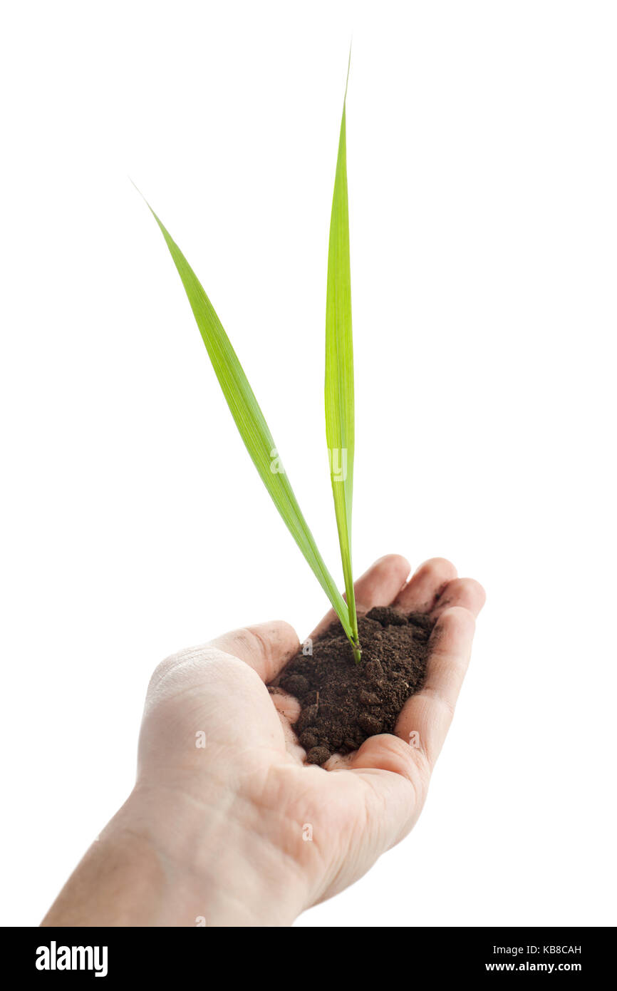 Young green plant is growing out of ground in hand isolated on white ...