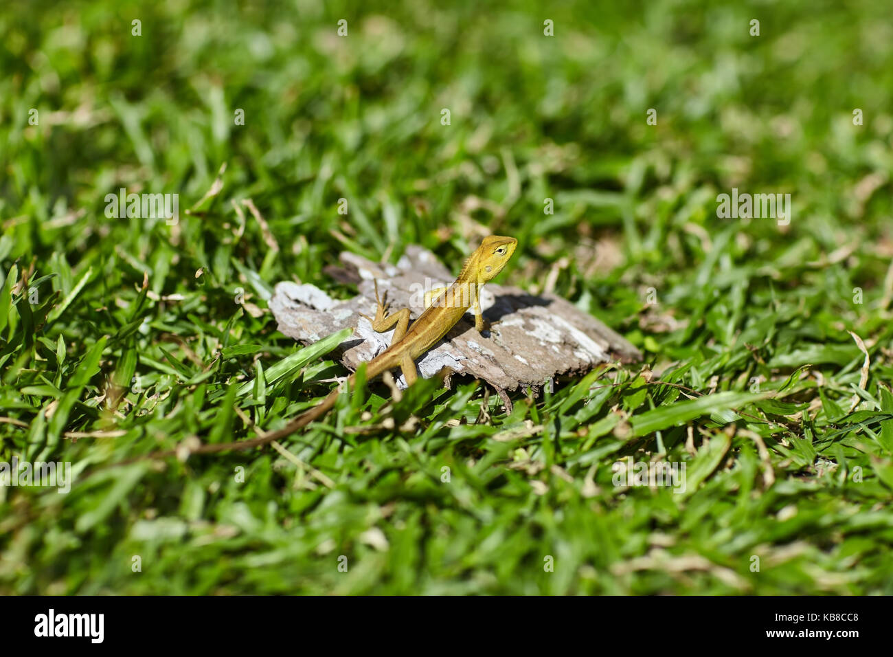 Tropical yellow brown lizards hi-res stock photography and images - Alamy