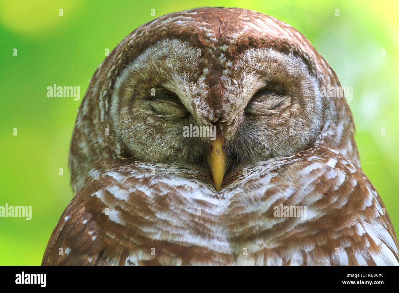 Barred Owl snoozing Stock Photo - Alamy