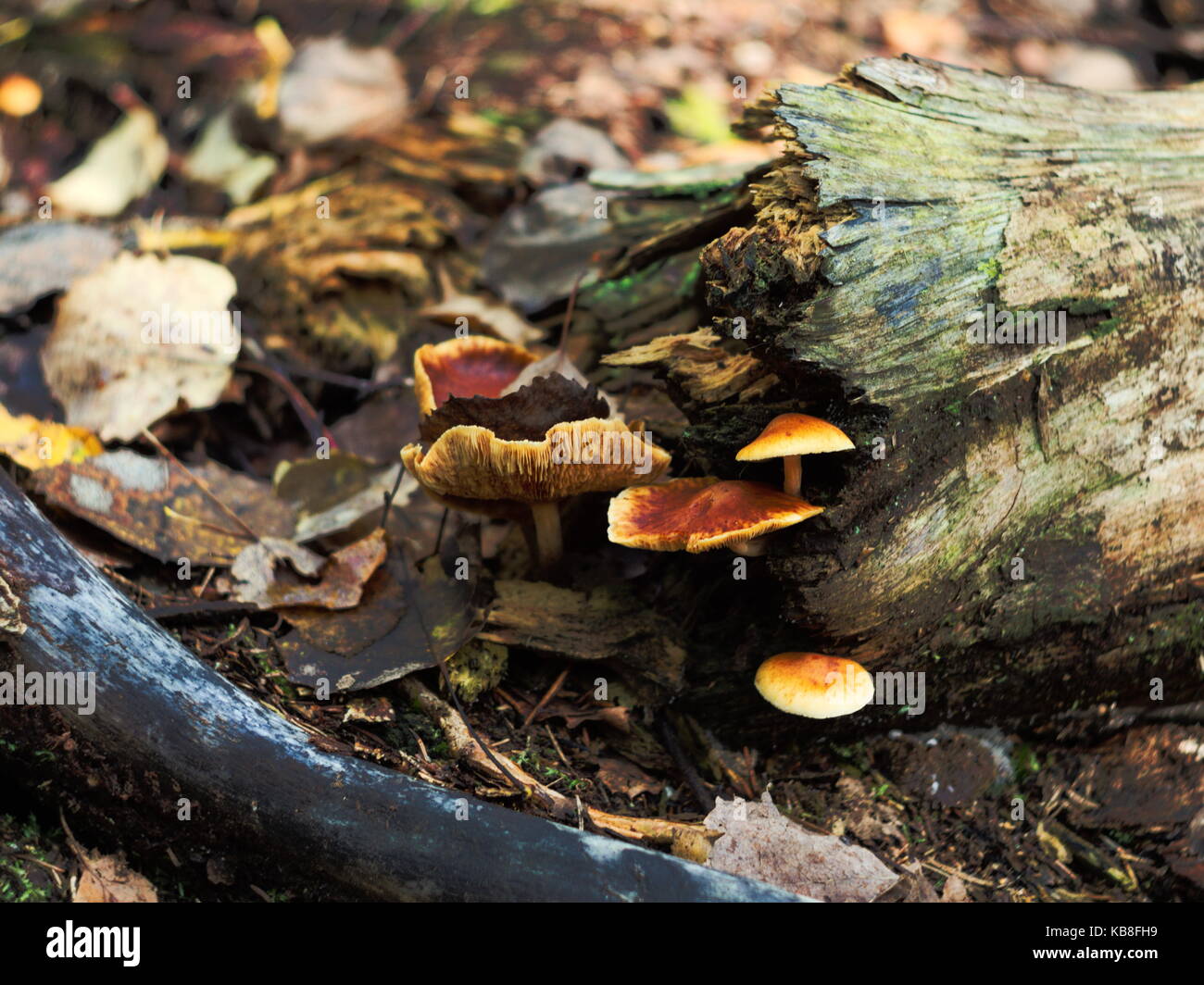 Mushrooms grow on fallen tree hi-res stock photography and images - Alamy