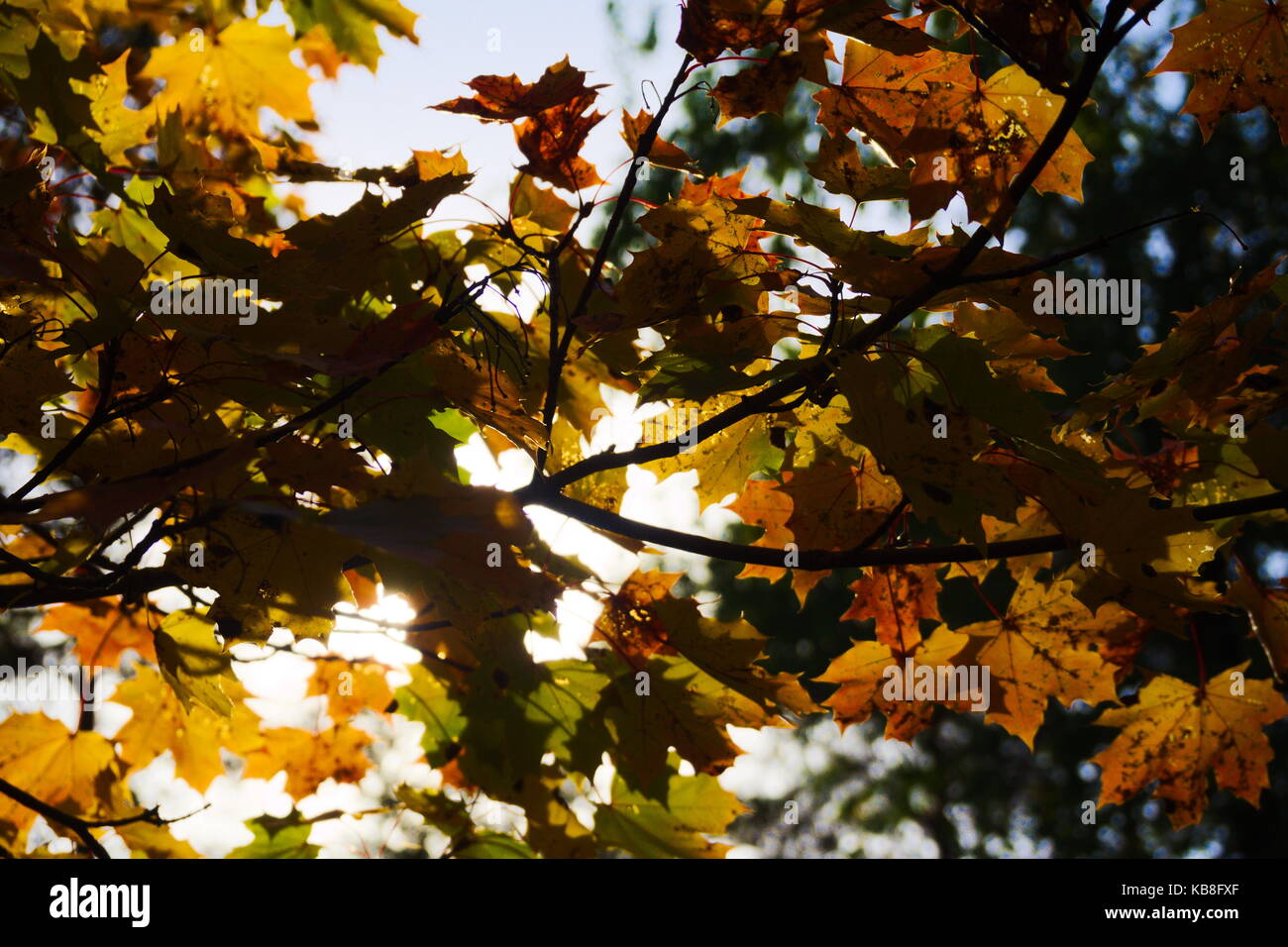Tree branch with autumn leaves. Sun shining through the branches Stock ...