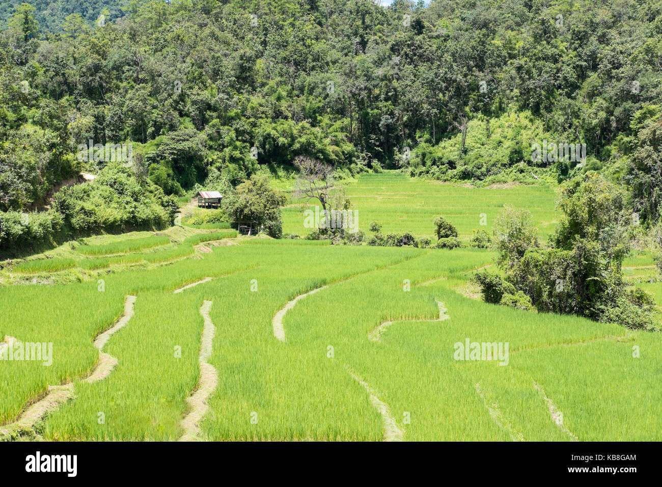 Rice field on terrace hillside in Chiangmai, Thailand. natural ...