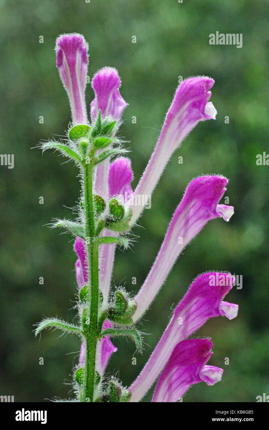 Scutellaria columnae hi-res stock photography and images - Alamy