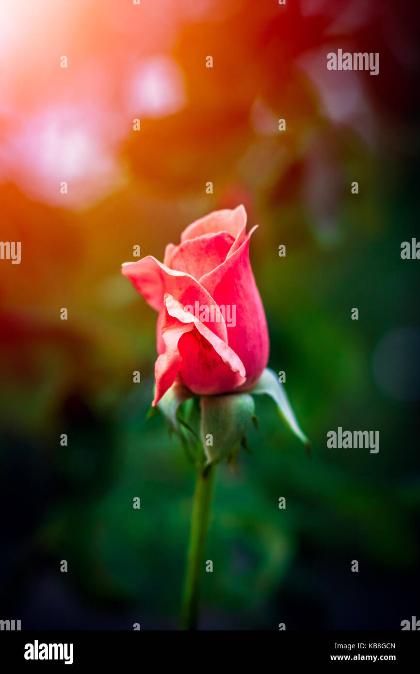 Heinrich rose hi-res stock photography and images - Alamy