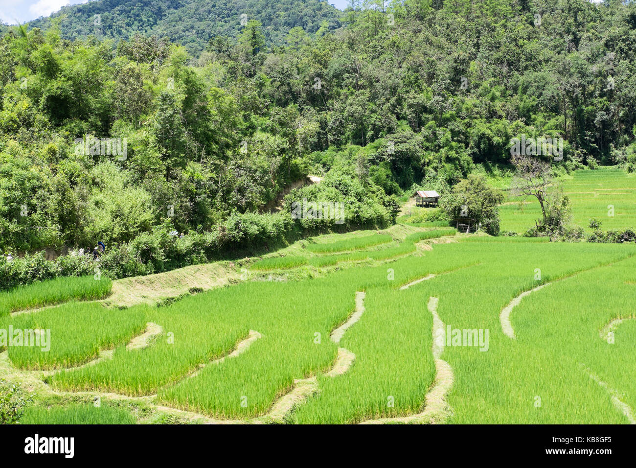 Rice field on terrace hillside in Chiangmai, Thailand. natural ...