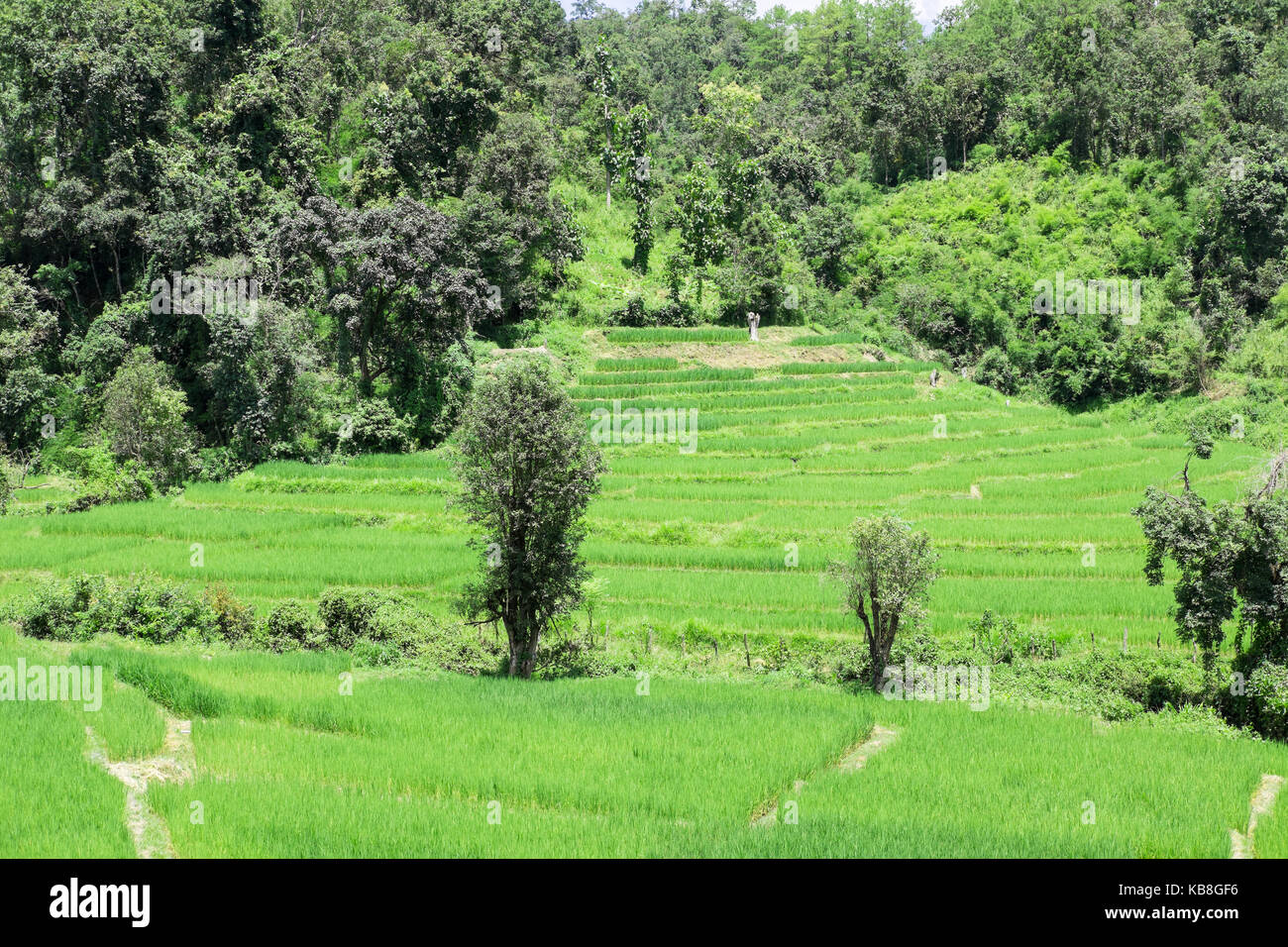 Rice field on terrace hillside in Chiangmai, Thailand. natural ...