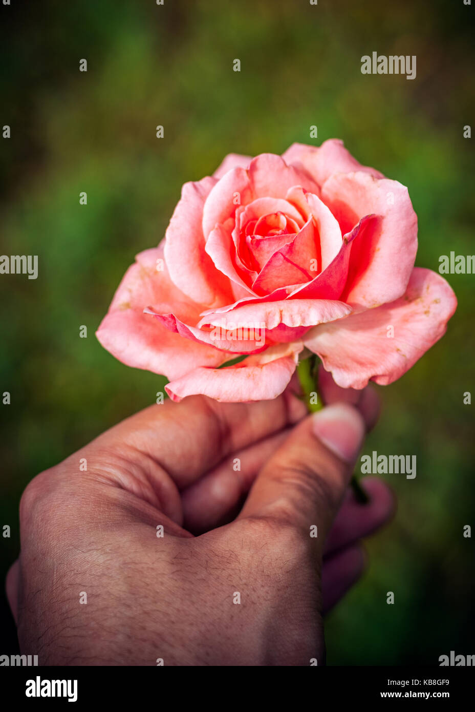 Heinrich rose hi-res stock photography and images - Alamy