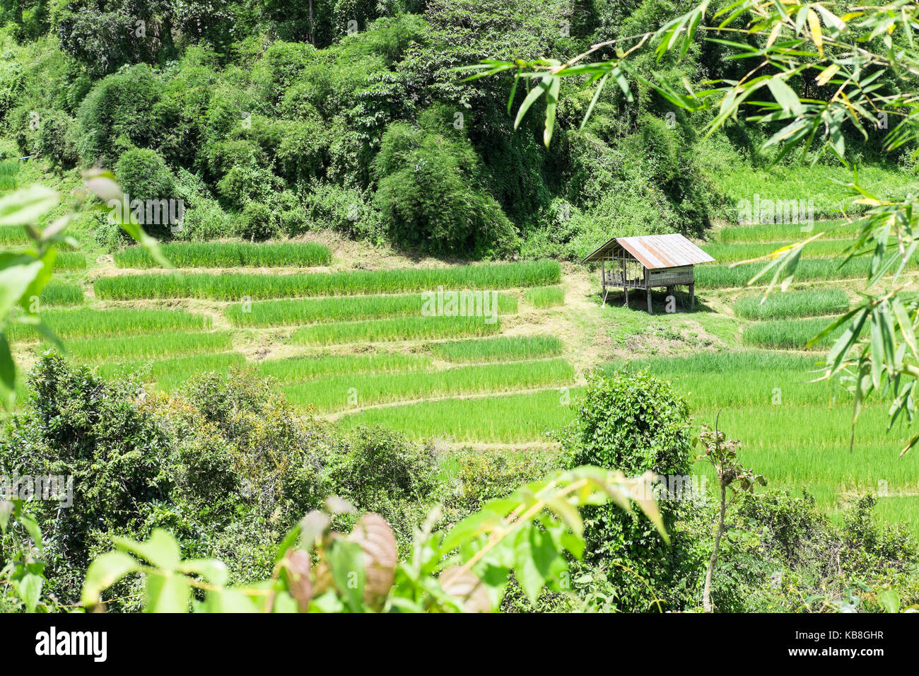 Rice field on terrace hillside in Chiangmai, Thailand. natural ...