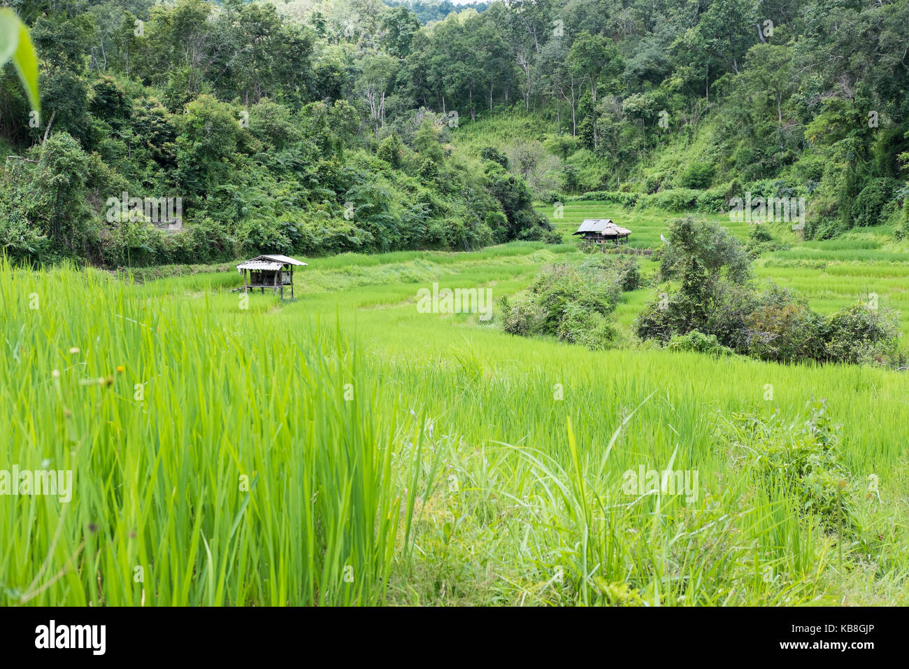 Rice field on terrace hillside in Chiangmai, Thailand. natural ...