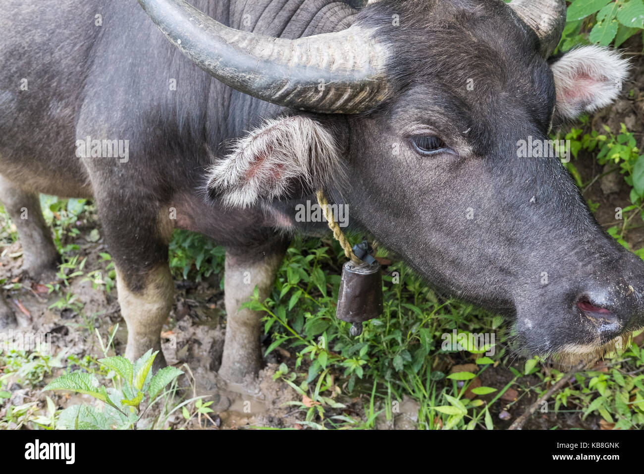 Buffalo stand hi-res stock photography and images - Alamy