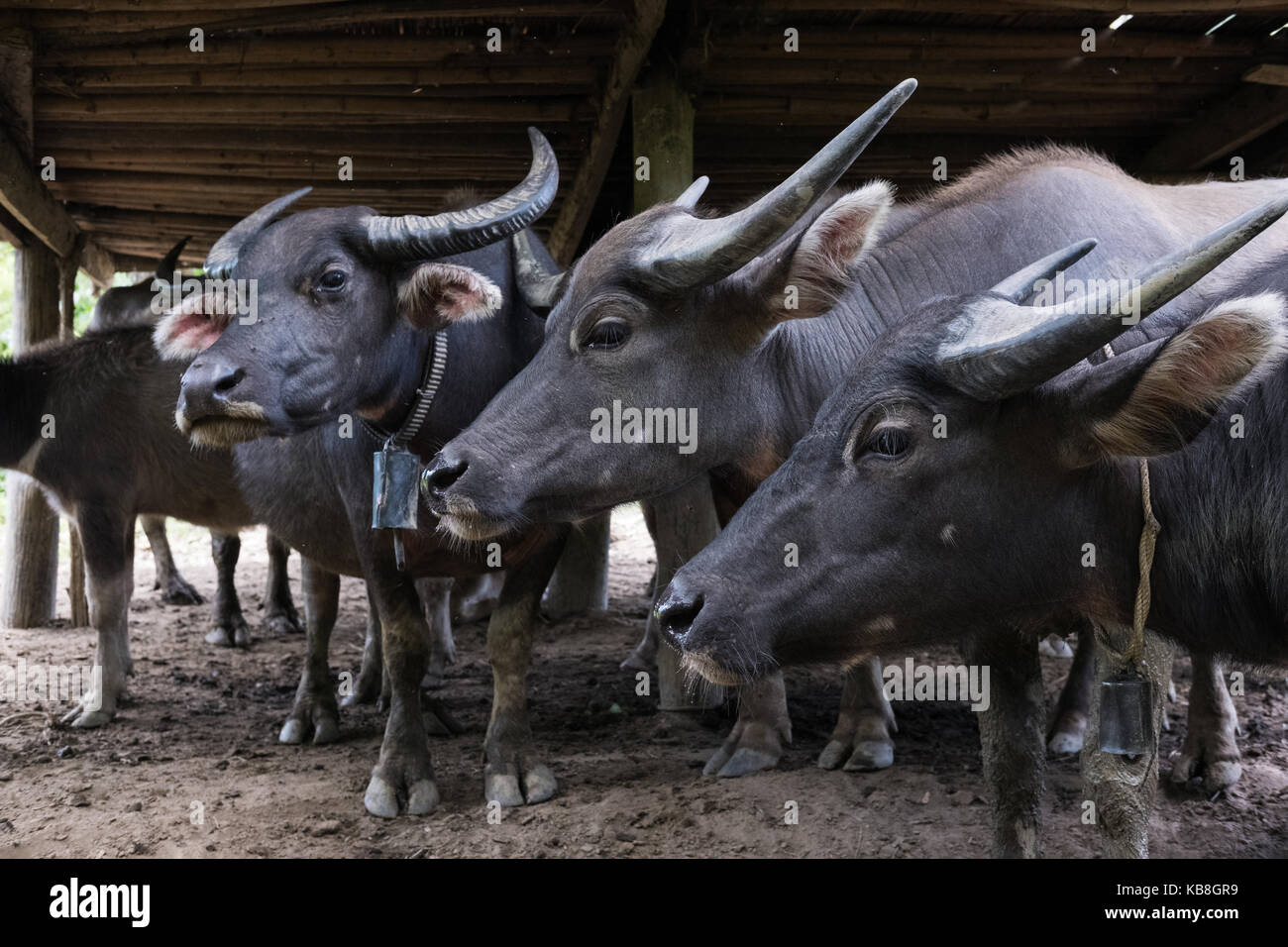 asian black water buffalo stand in stall beside field Stock Photo - Alamy
