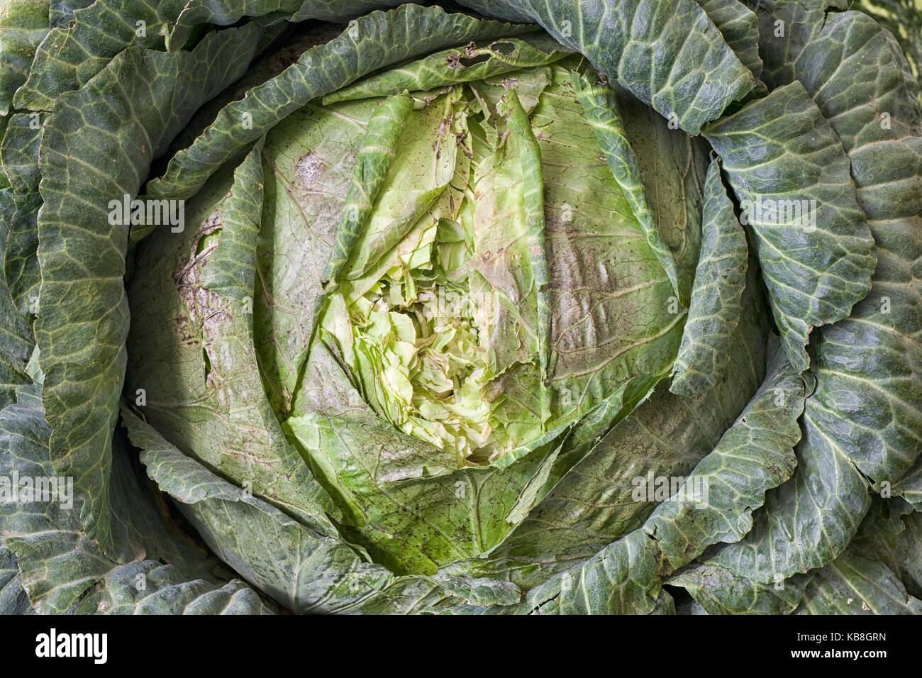 Giant cabbage hi-res stock photography and images - Alamy