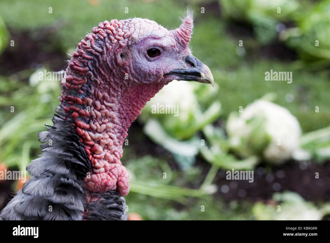 blue slate turkey in a garden Stock Photo - Alamy