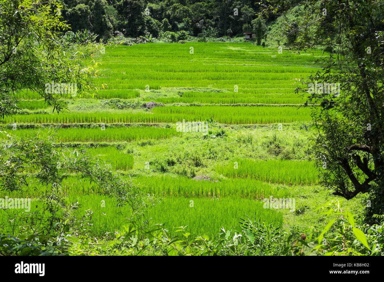 Rice field on terrace hillside in Chiangmai, Thailand. natural ...
