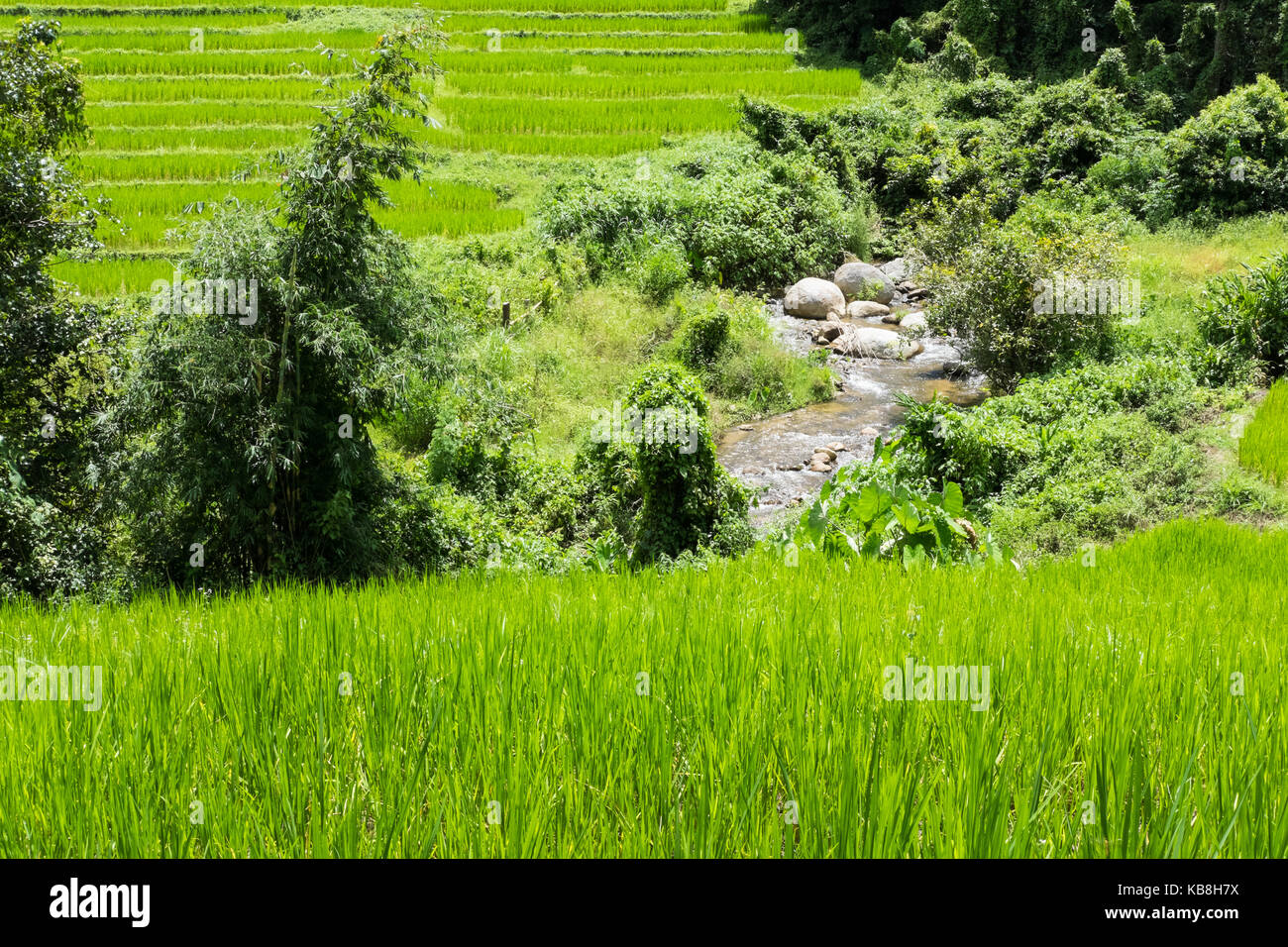 creek,stream, rice field on terrace hillside in Chiangmai, Thailand ...