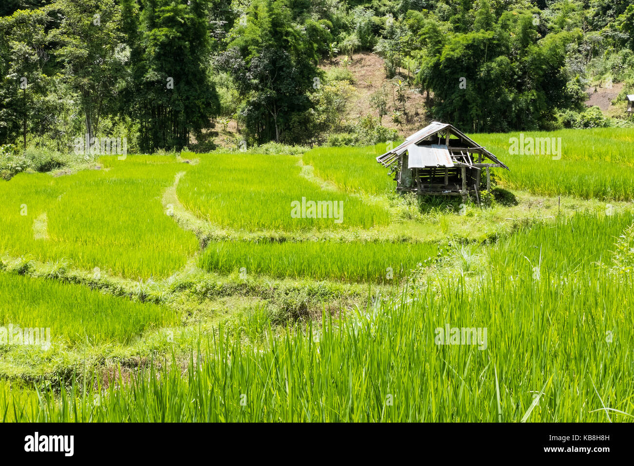 Rice field on terrace hillside in Chiangmai, Thailand. natural ...