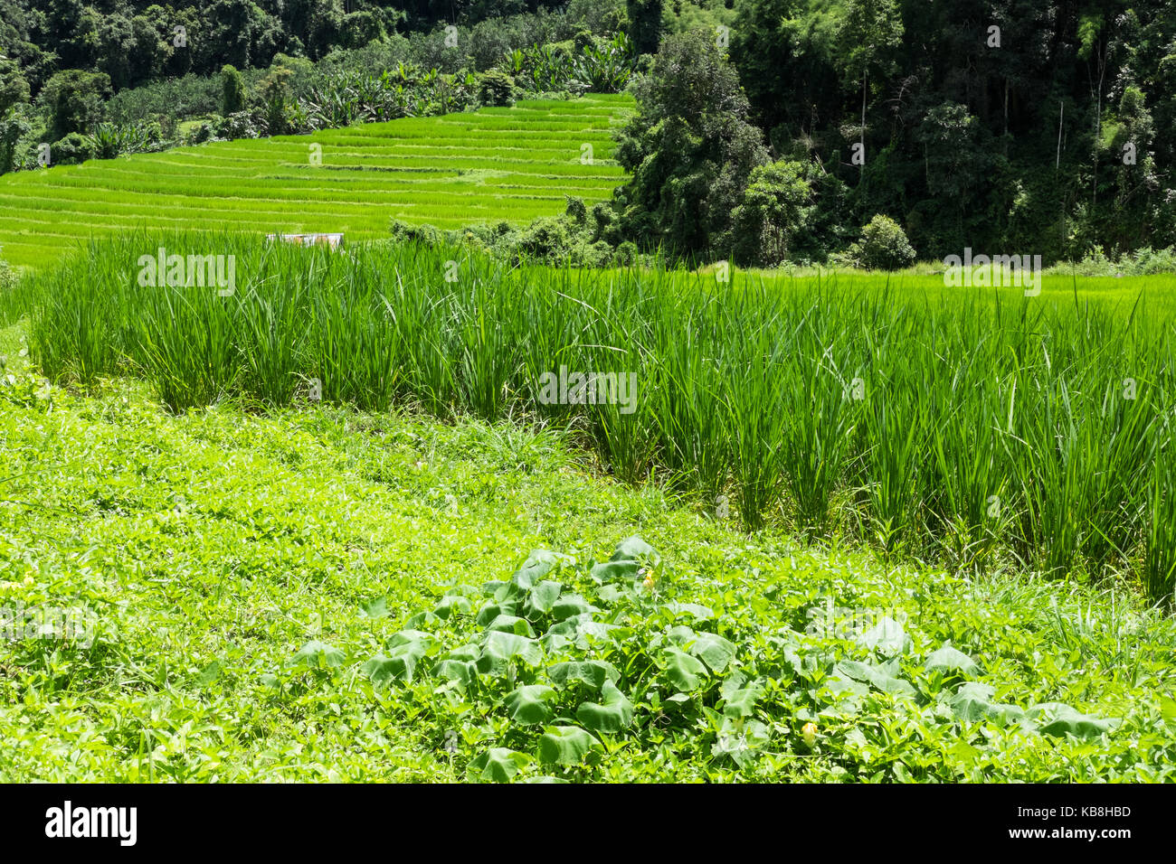 Rice field on terrace hillside in Chiangmai, Thailand. natural ...