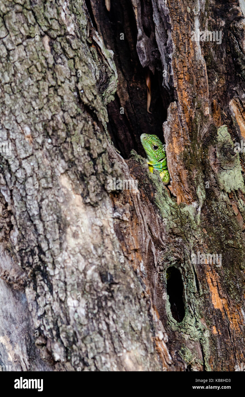 Inside hollow tree hi-res stock photography and images - Alamy