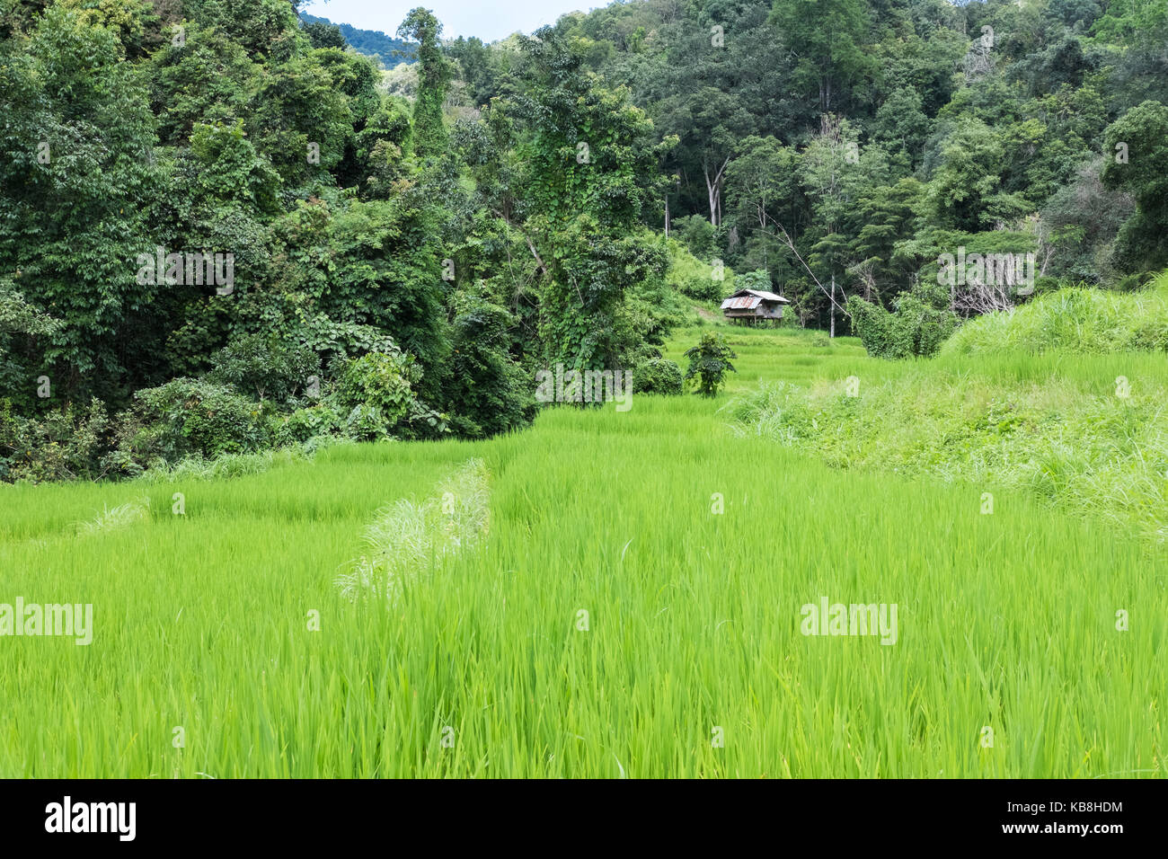 Rice field on terrace hillside in Chiangmai, Thailand. natural ...