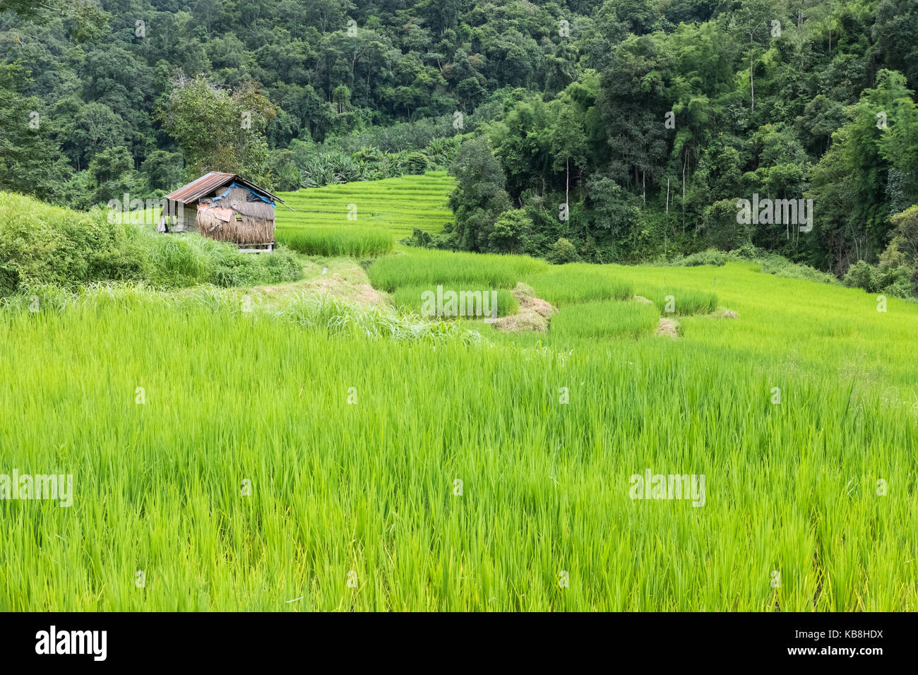 Rice field on terrace hillside in Chiangmai, Thailand. natural ...