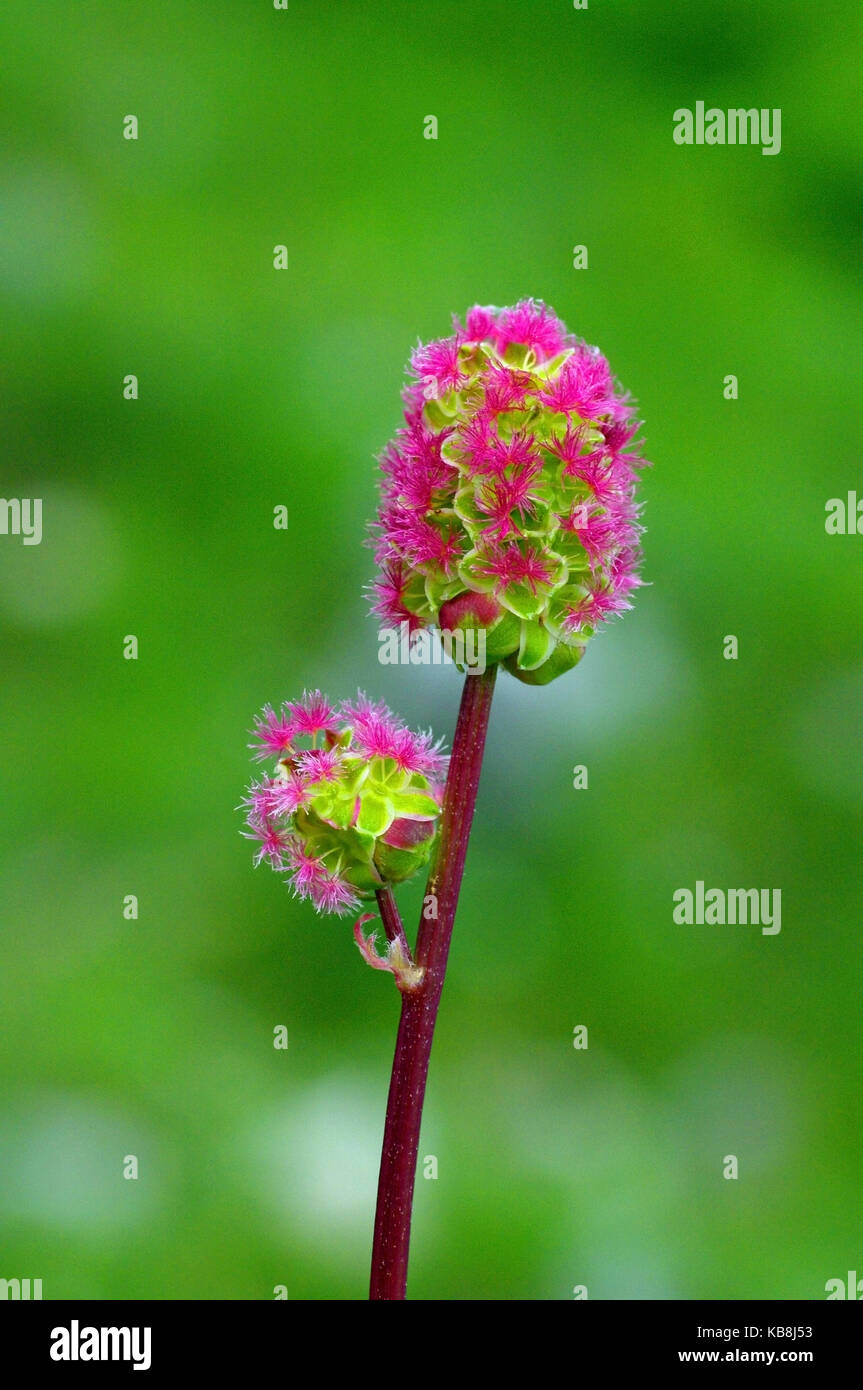 Sanguisorba minor, the Small Burnet, from the family Rosaceae Stock ...