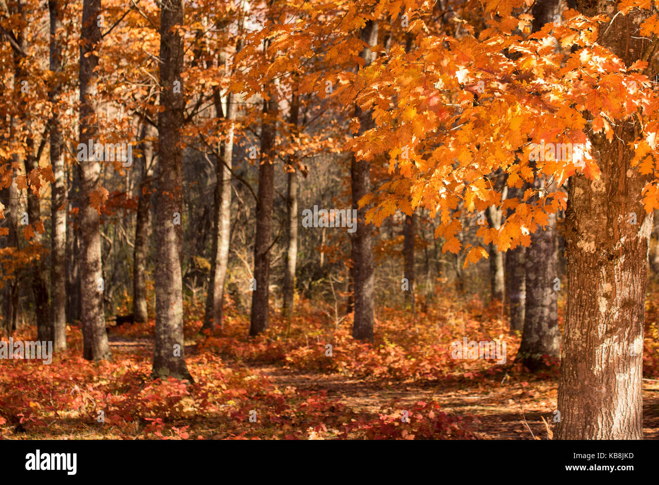 Beautiful autumn forest Stock Photo - Alamy