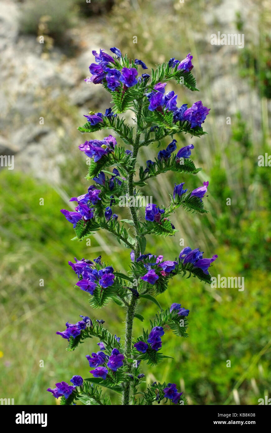 this is Echium plantagineum, the Purple viper's-bugloss or Paterson's ...